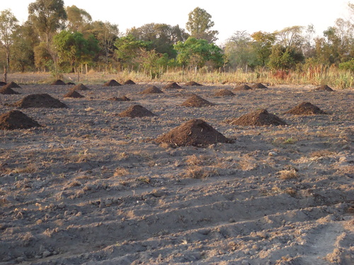 Indigenous vegetable cultivars of Brassica spp (Rugare and Viscourse ...